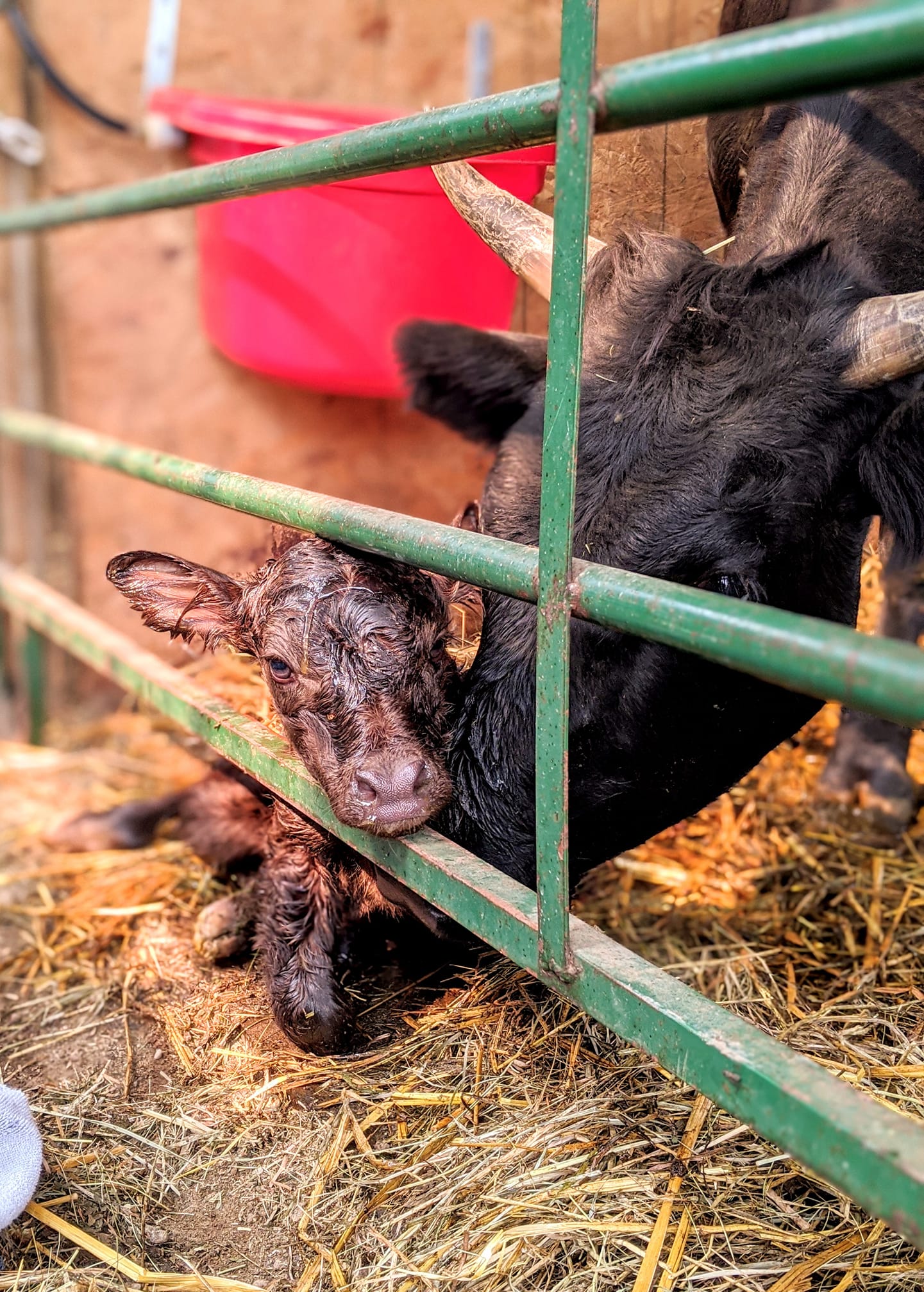 Mini Cows | Grand Hill Farm Elko New Market MN
