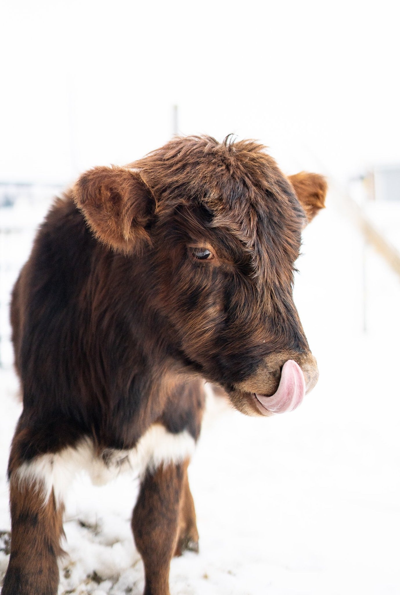 Mini Cows | Grand Hill Farm Elko New Market MN